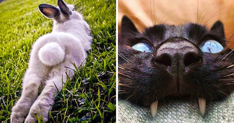 22 Fotografii cu animale care nu ar fi putut fi capturate într-un ...