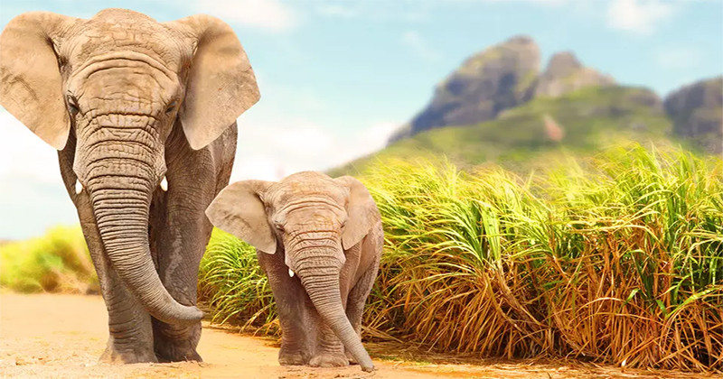 Curiozități despre cel mai mare animal terestru - Elefantul - Curiozitate