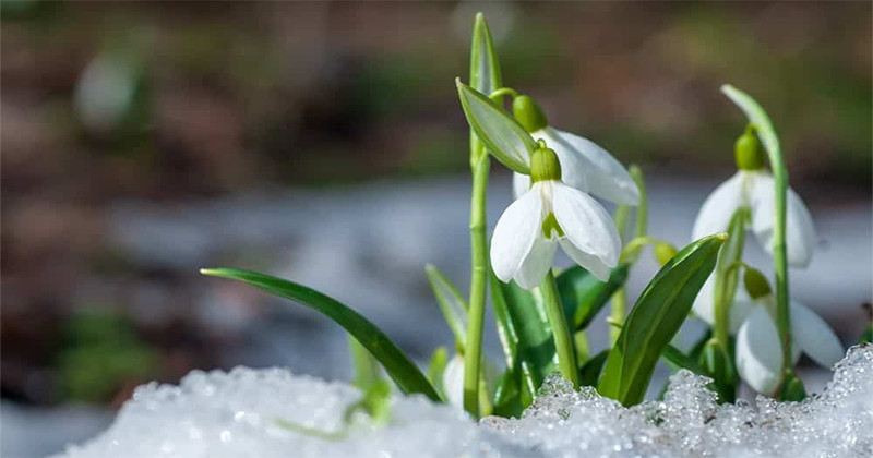 Ce simbolizează ghiocelul – legende și curiozități despre ghiocel ...