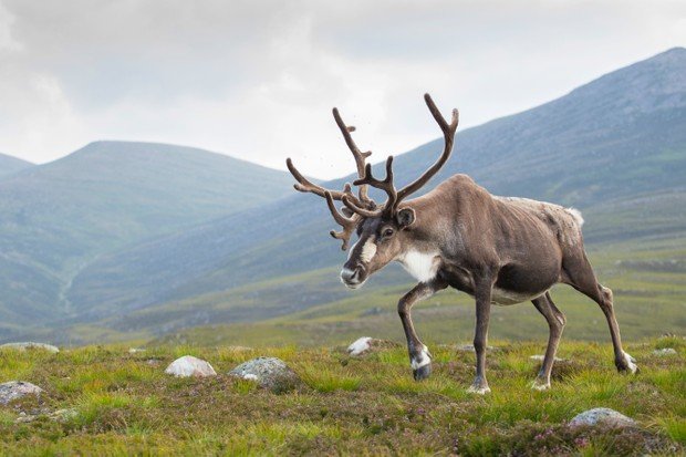 10 Animale pe Cale de Disparitie - Curiozitate
