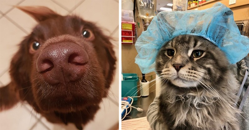 26 de Fotografii Care te Pot Elibera de Stres Fără Pastile - Curiozitate