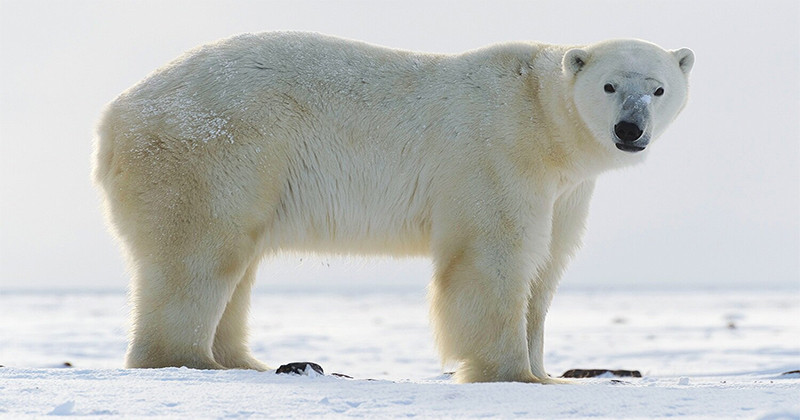 Ursul Polar - Regele Arcticii - Curiozitate